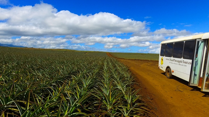 Maui Pineapple Tour the only one on Maui with Stardust Hawaii
